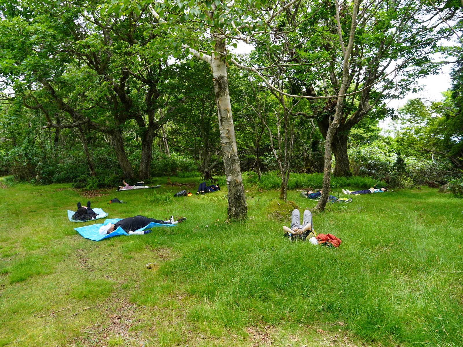 729659ca9749271b58a99a2359f4a1da - 森林浴マップ（Shinrin-yoku MAP）