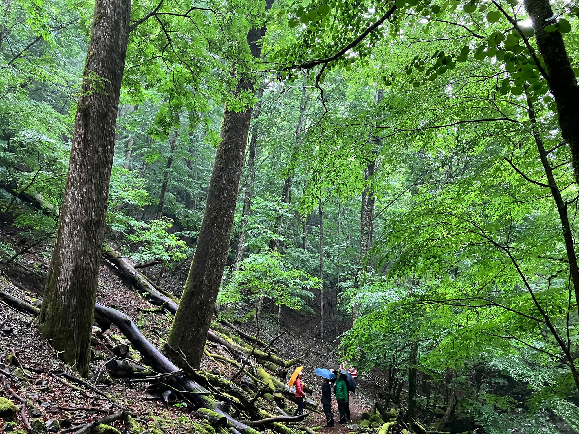 - 森林浴マップ（Shinrin-yoku MAP）