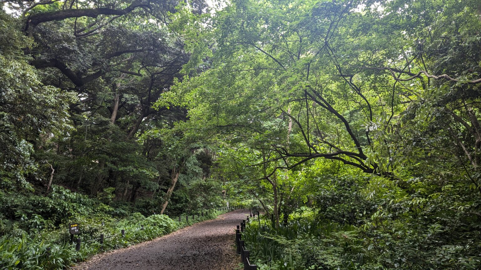 Japan Shinrin-yoku Guide - The Way of Shinrin-yoku (forest bathing ...