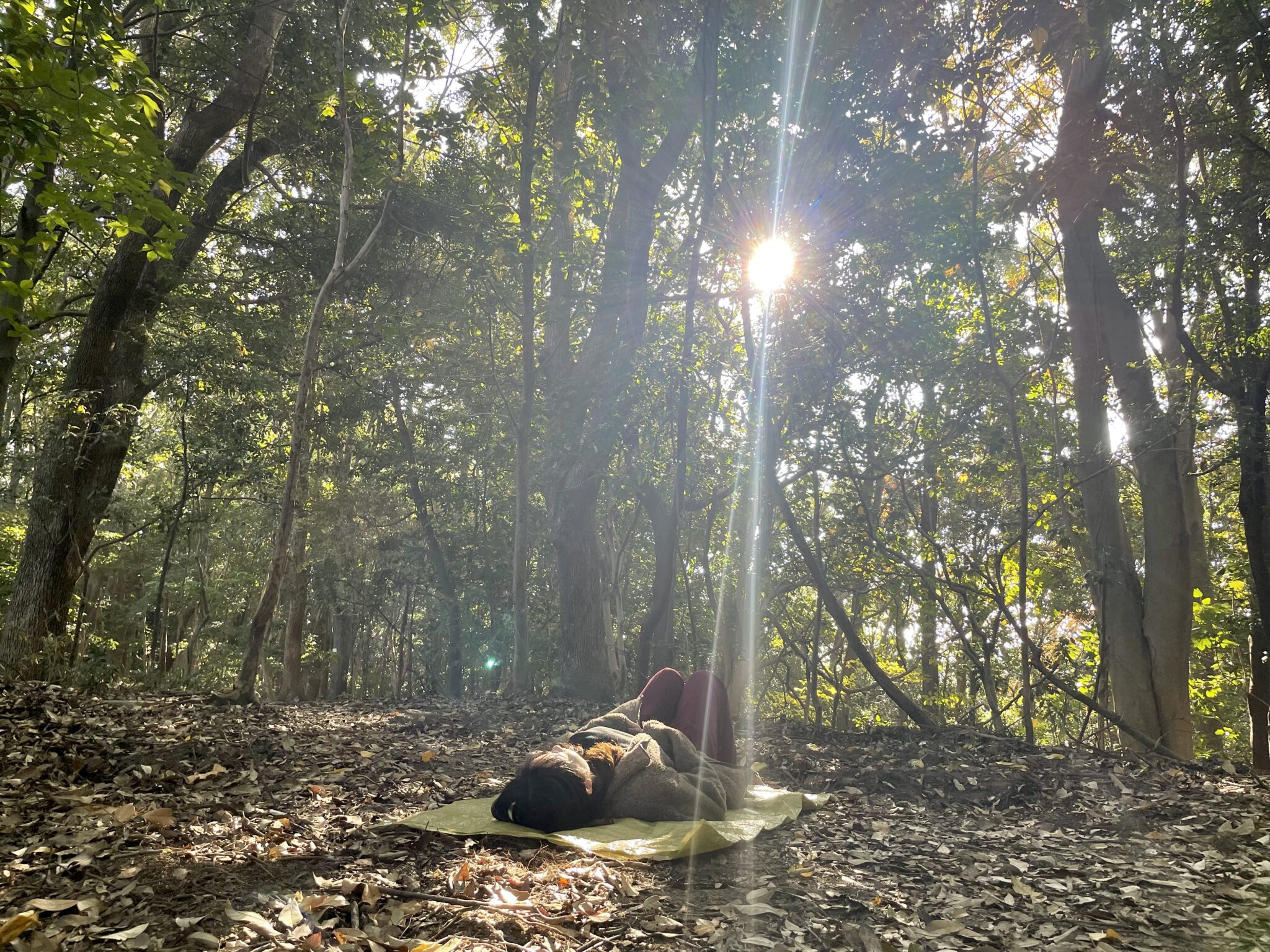 Japan Shinrin-yoku Guide - The Way of Shinrin-yoku (forest bathing ...