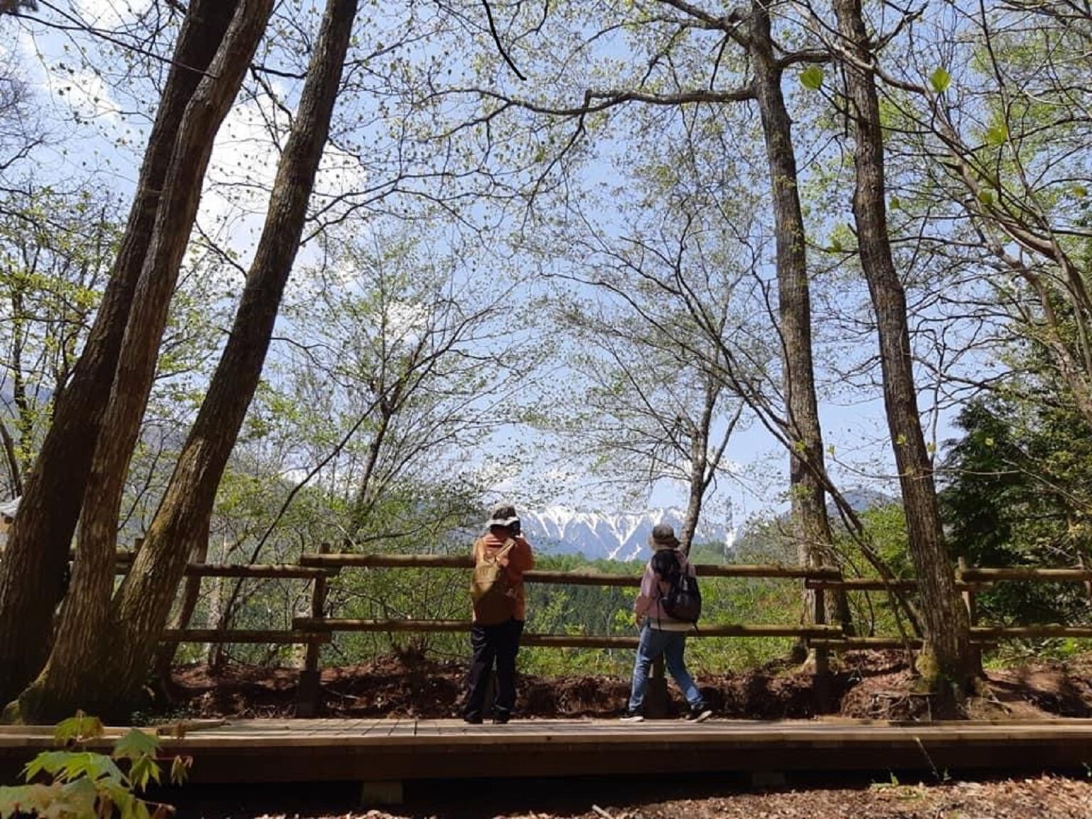 Japan Shinrin-yoku Guide - The Way of Shinrin-yoku (forest bathing ...